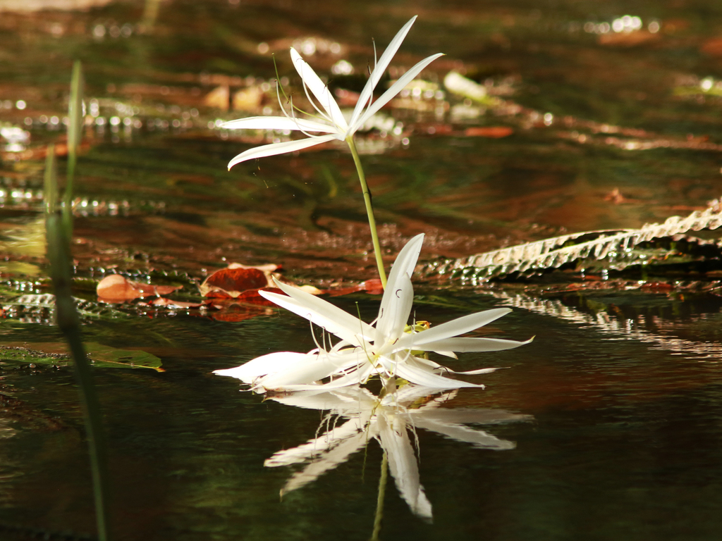African Onion Plant from Ankasa Reserve, Western, Ghana on January 17 ...