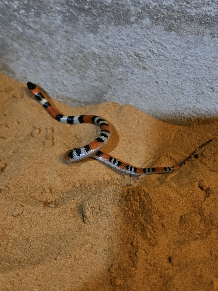 Brazilian False Coral Snake from Rua Sol Nascente, Natal, RN, BR on ...
