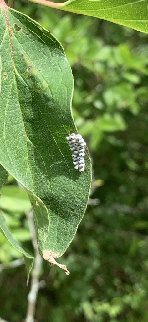 Winged and Once-winged Insects from 75013, Allen, TX, US on June 18 ...