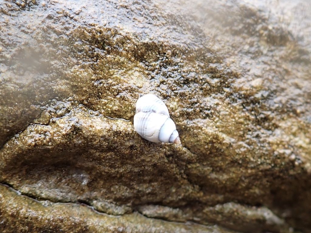 Little Blue Periwinkle from Whale Beach, Whale Beach, NSW, AU on August ...