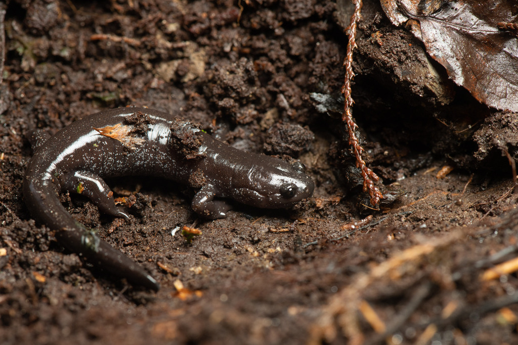 Taiwan Lesser Salamander in January 2024 by ph_hsu · iNaturalist