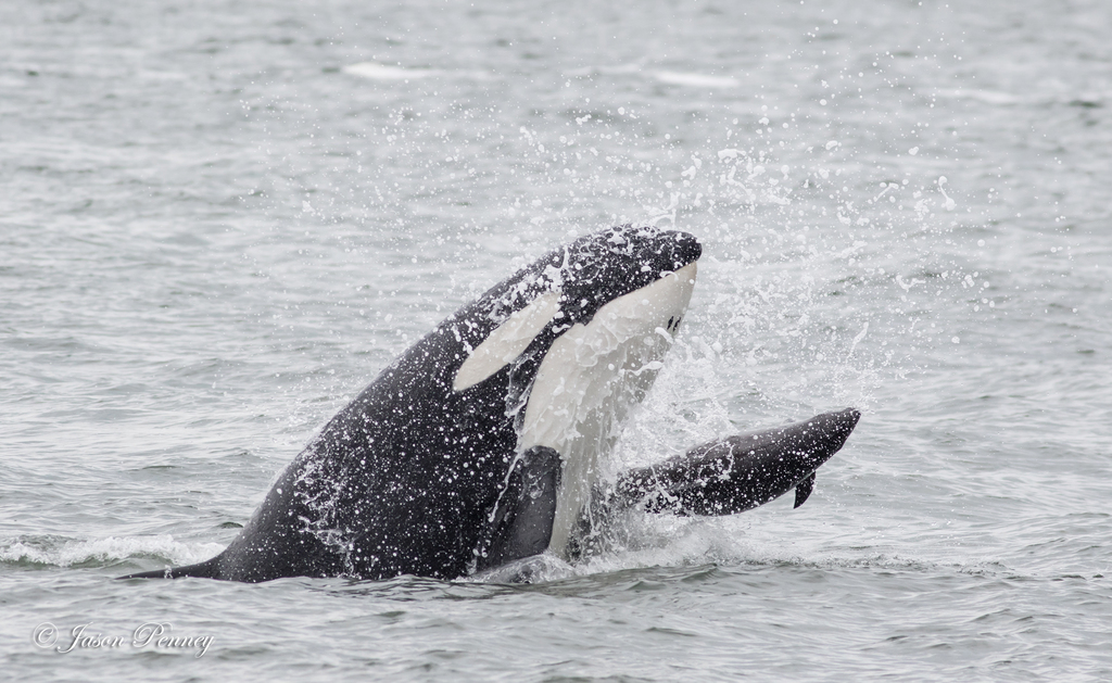 Orca in July 2016 by Jason Penney. While vacationing in the San Juan ...