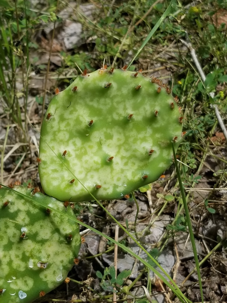 Prickly Pears from Allen, TX 75013, USA on June 18, 2019 at 11:40 AM by ...
