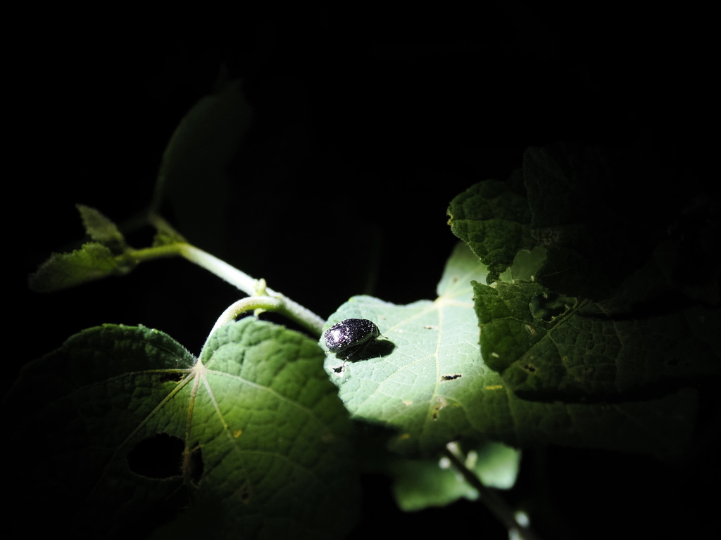 Apogonia from Tai Mo Shan, Hong Kong on August 17, 2024 at 07:25 PM by ...