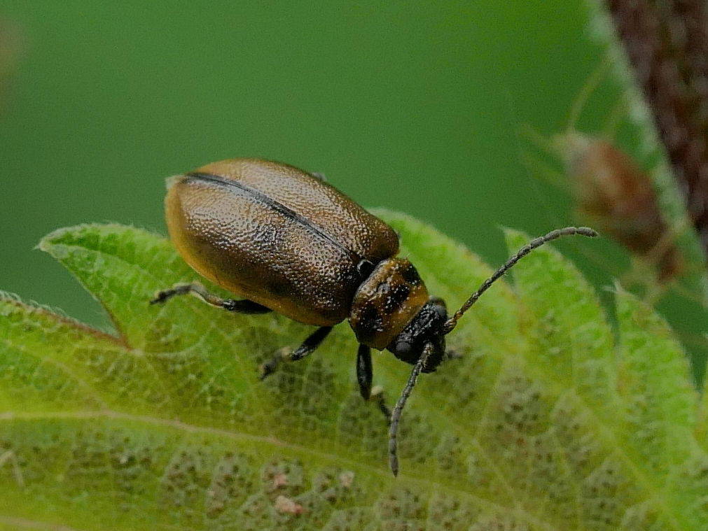 Heather Beetle from 3 St Stephen's Walk, Sheffield S3 7PZ, UK on June ...