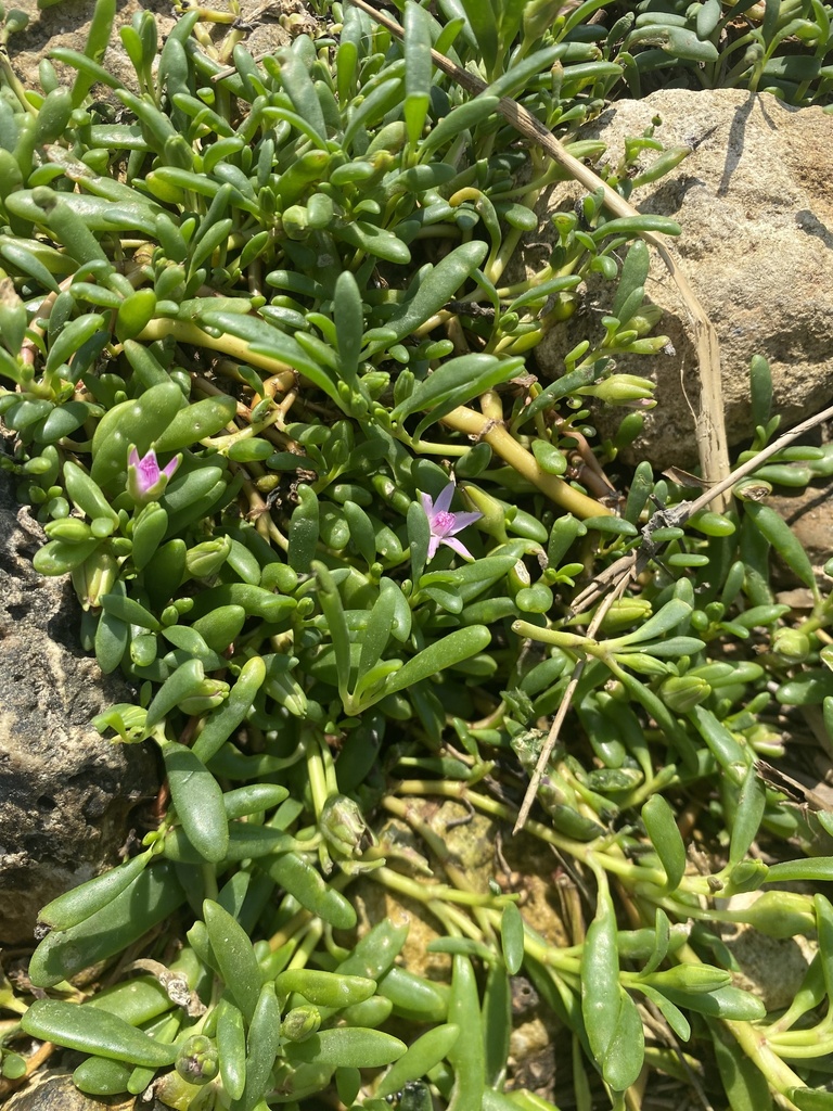 sea purslane from Brazoria National Wildlife Refuge, Freeport, TX, US ...