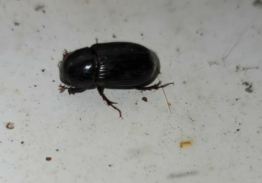 Night-flying Dung Beetle from West Farm, Haverfordwest SA62, UK on ...