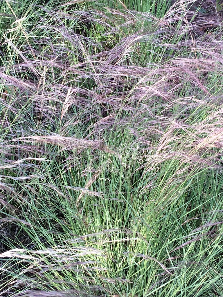 Purple Threeawn from 79323, Denver City, TX, US on June 18, 2019 at 08: ...