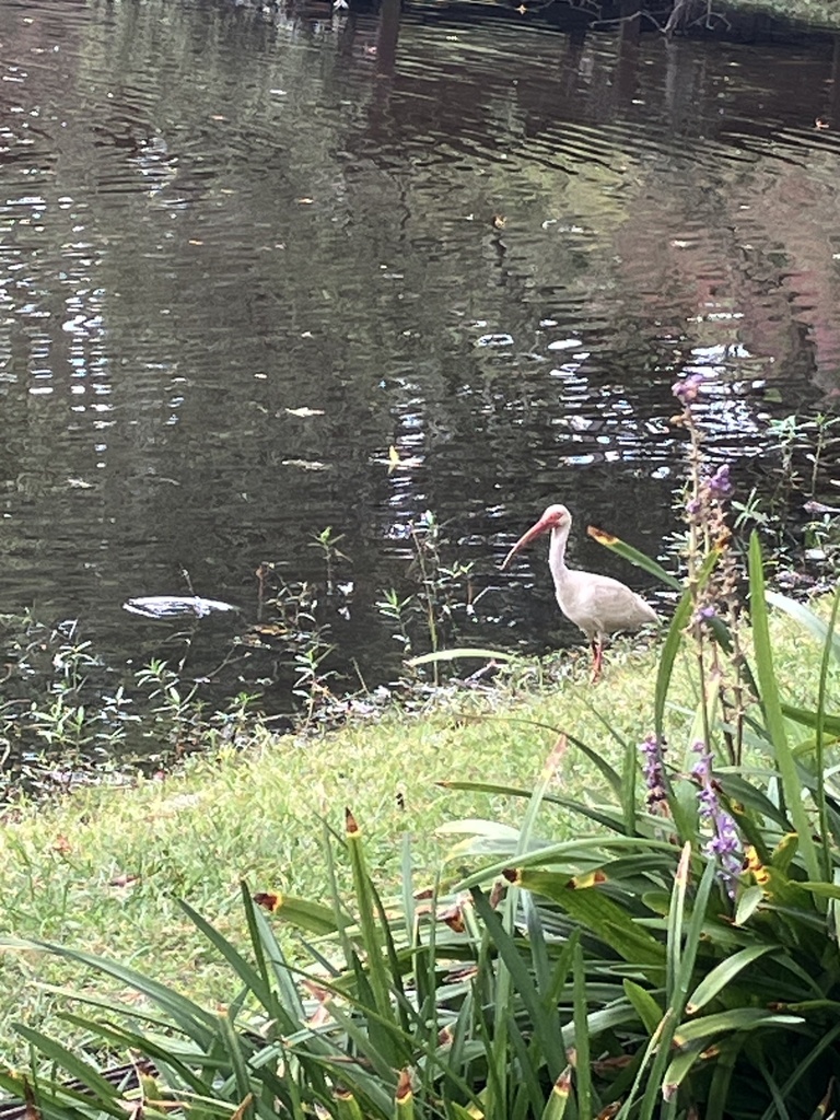 White Ibis from Long Leaf Park, Wilmington, NC, US on August 24, 2024 ...