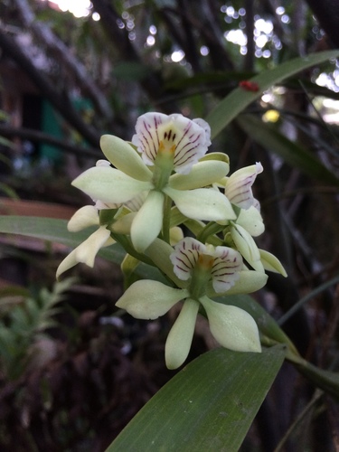 Prosthechea radiata · iNaturalist