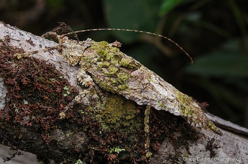 Genus Olcinia · iNaturalist