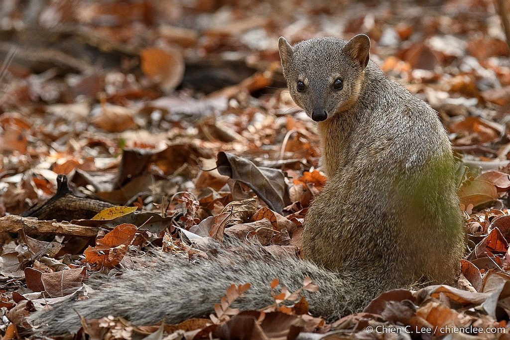 Mongoose-like Euplerids (Galidiinae) - Know Your Mammals
