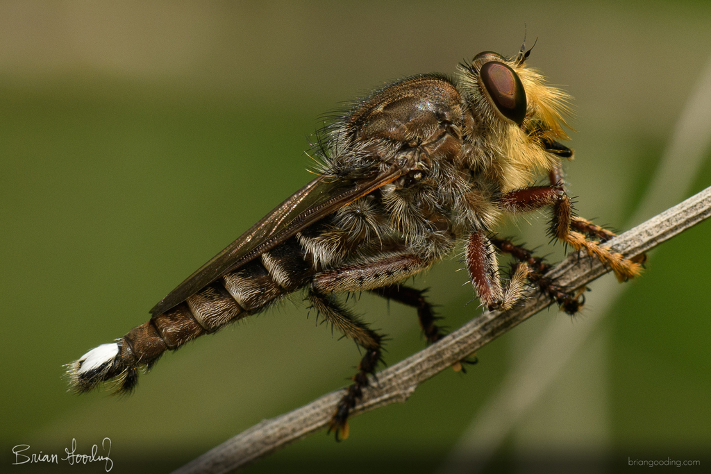 Promachus bastardii from Colleyville Nature Center, Colleyville, Texas ...