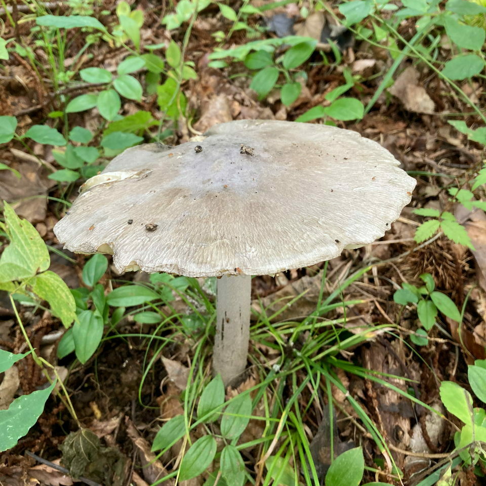 Chinese Gray Amanita from Tendo, JP, YT on August 18, 2024 at 01:41 PM ...