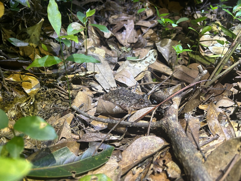 Lesser Spiny Frog from Pok Fu Lam Country Park, The Peak, Hong Kong ...