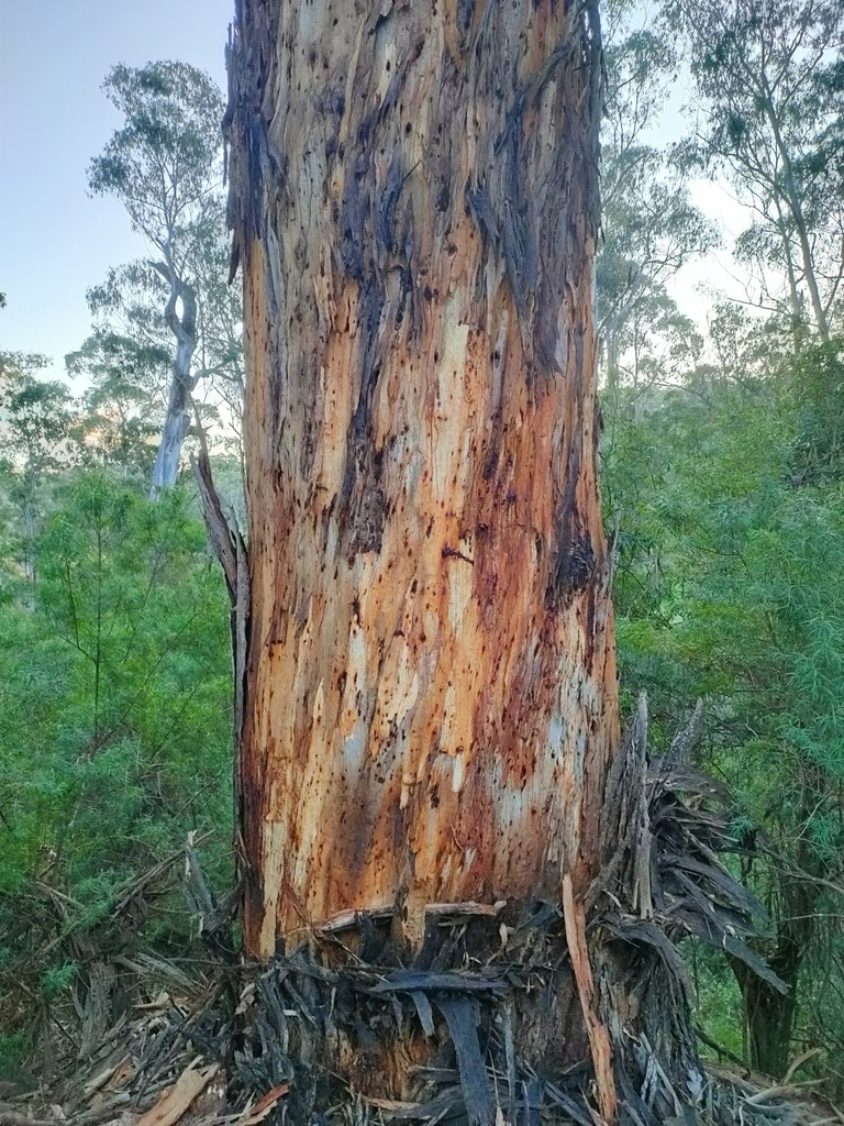 mountain grey gum from Healesville VIC 3777, Australia on August 22 ...