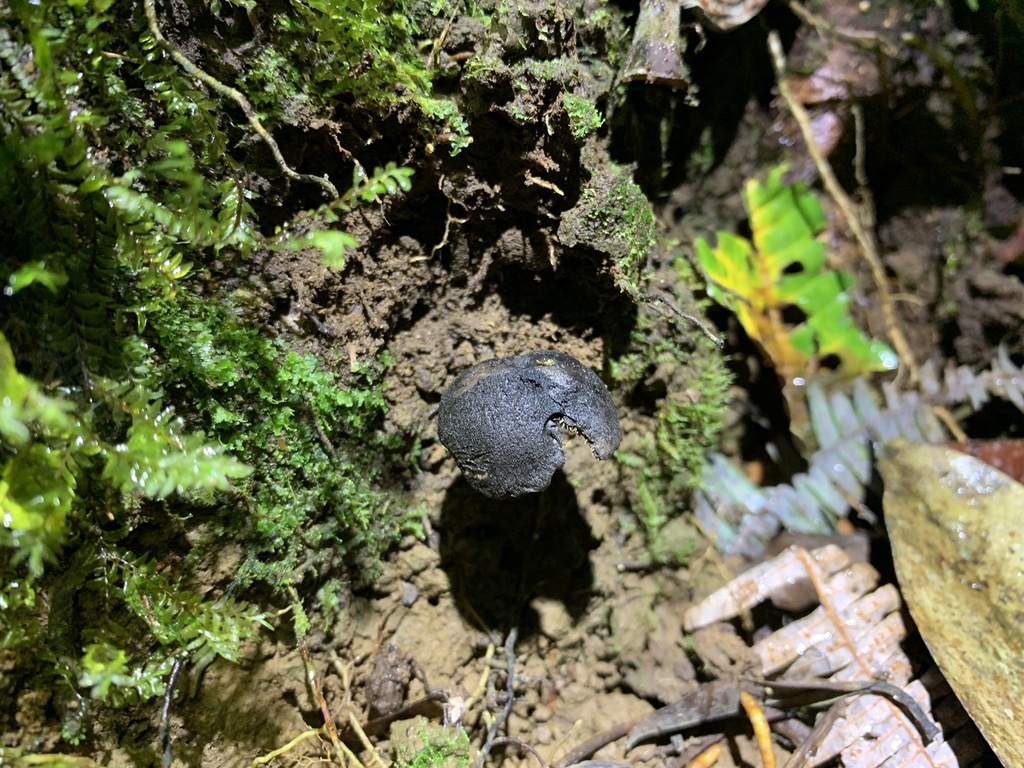 Neosarcodon from Eloy Alfaro, Esmeraldas, EC on May 21, 2024 at 06:08 ...