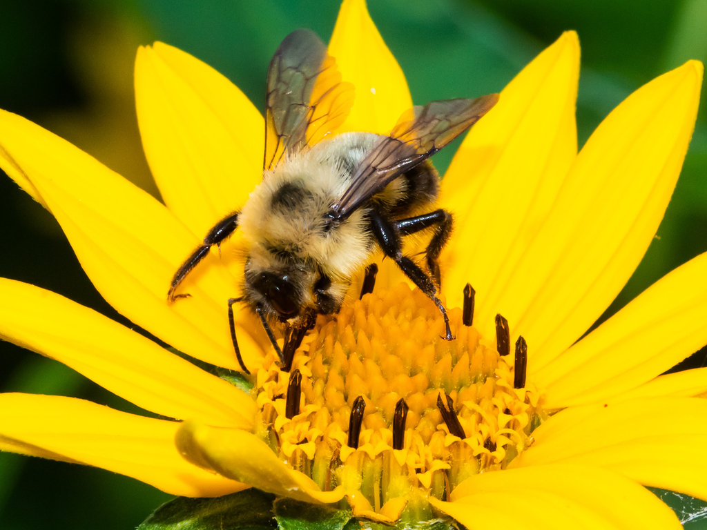 Two-spotted Bumble Bee from Hickory Ridge, Columbia, MD 21044, USA on ...