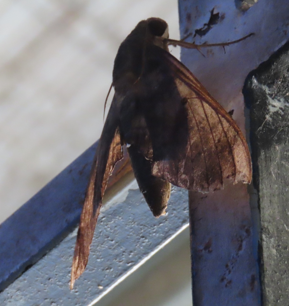 Fig Sphinx from 64VJ+Q7V, Las Lajas, Provincia de Chiriquí, Panamá on ...