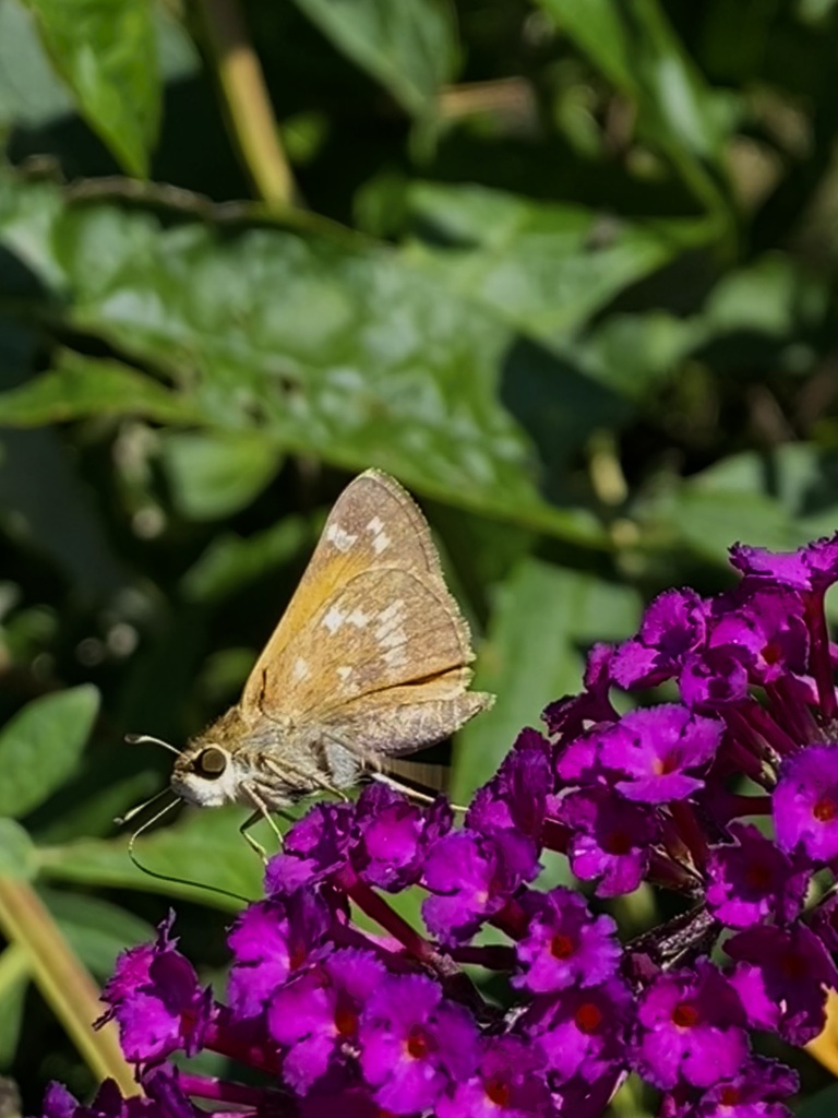 Huron Sachem from Moore Blvd, Clayton, NJ, US on August 23, 2024 at 02: ...