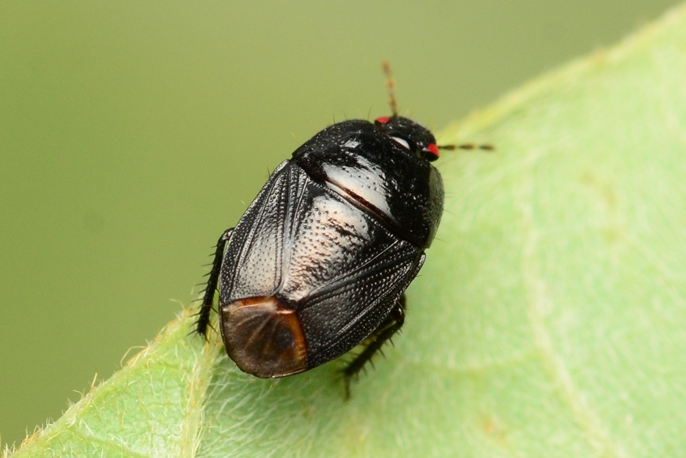 Oceanic Burrower Bug from Saha-gu, Busan, South Korea on August 24 ...