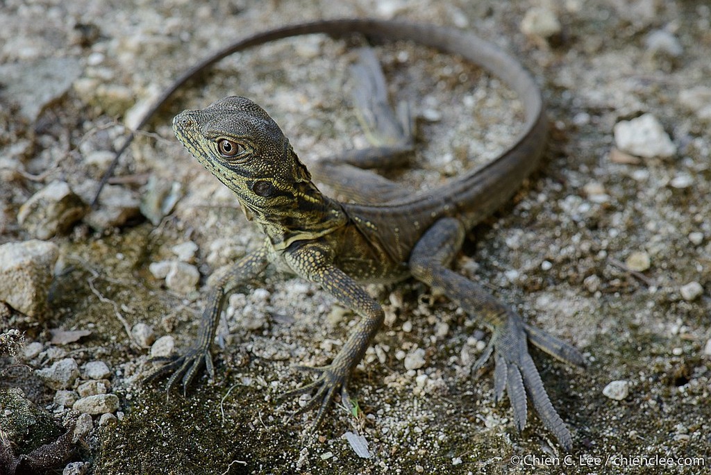 Weber's Sailfin Lizard from Halmahera Tengah Halmahera Tengah, Maluku ...