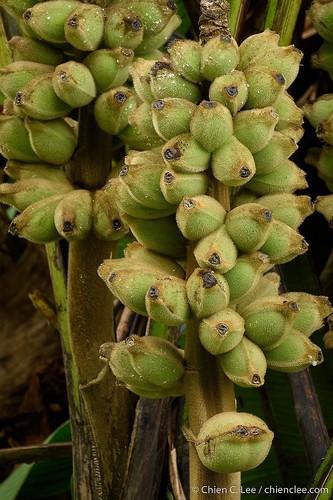 Musa hirta · iNaturalist