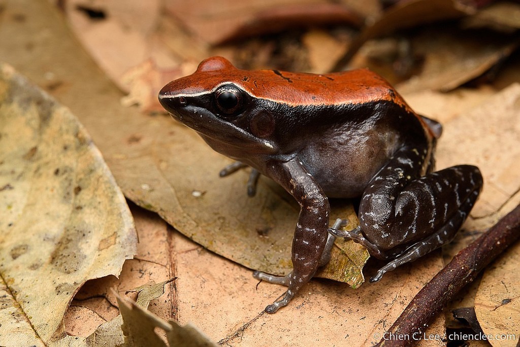 Mahogany Frog from Kuching, Sarawak, Malaysia on July 21, 2017 at 09:26 ...