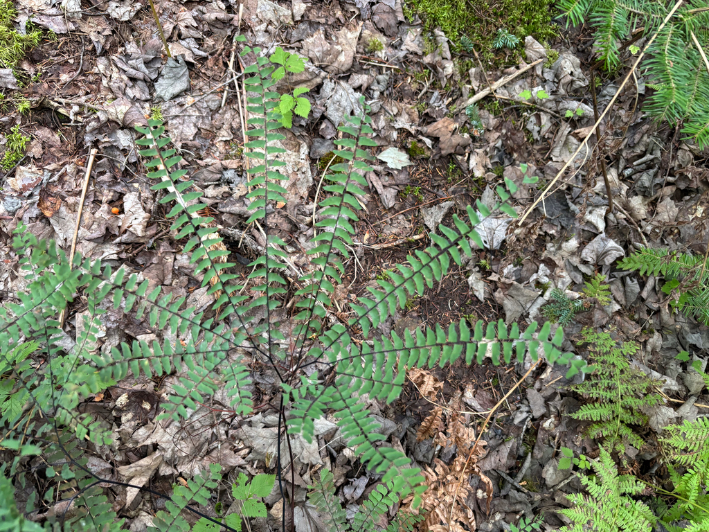 Green Mountain maidenhair fern from Saint-Joseph-de-Coleraine, QC G0N ...