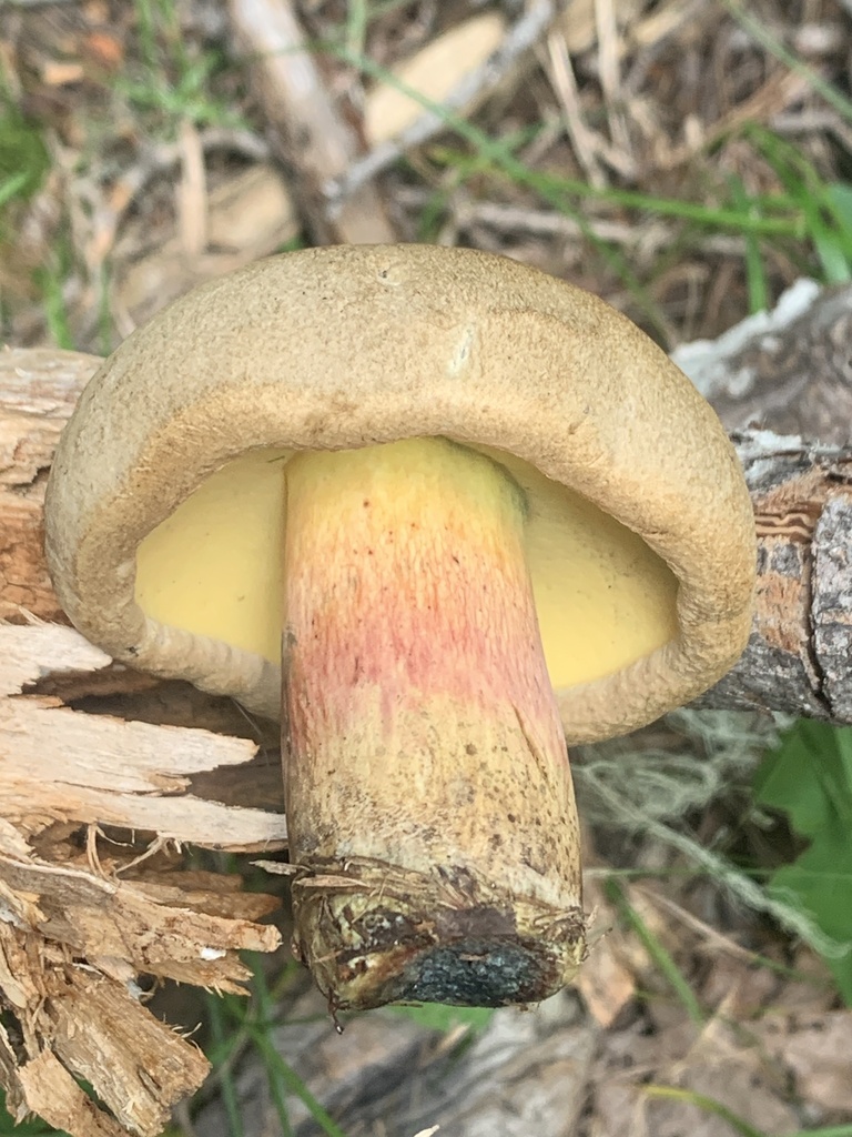 Bitter Boletes in August 2024 by ewasiukb. Growing under Douglas fir ...