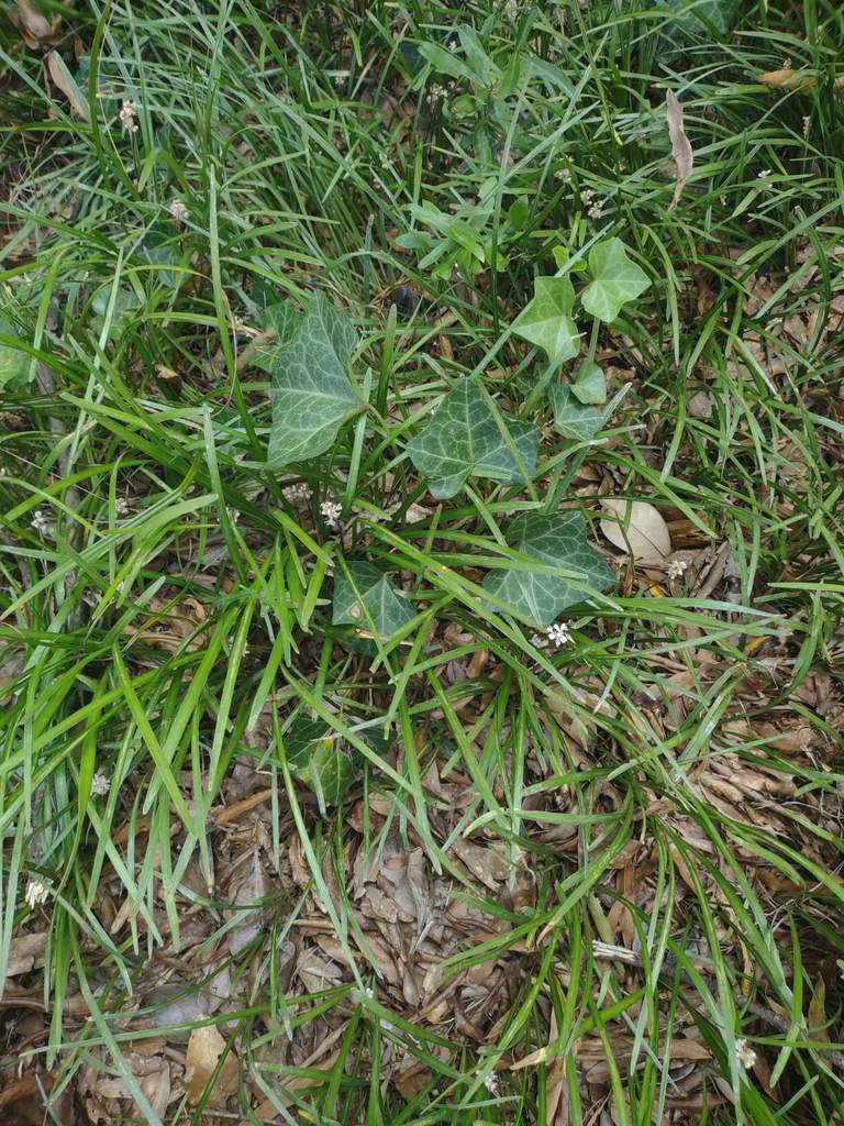 English Ivy from Clemson, SC 29631, USA on August 26, 2024 at 03:06 PM ...