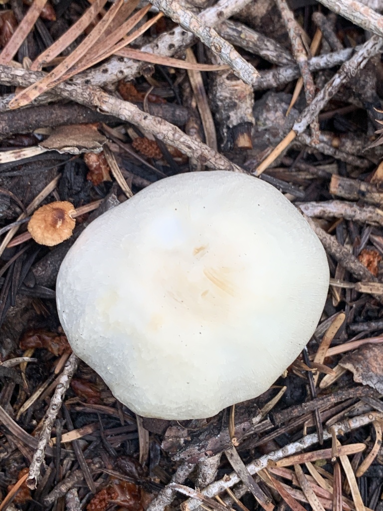 Agaricus didymus in August 2024 by ewasiukb. Growing on ground near ...