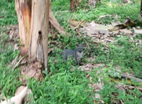 Zorro Perruno de Abel Antonio Rivera Gomez · NaturaLista Colombia