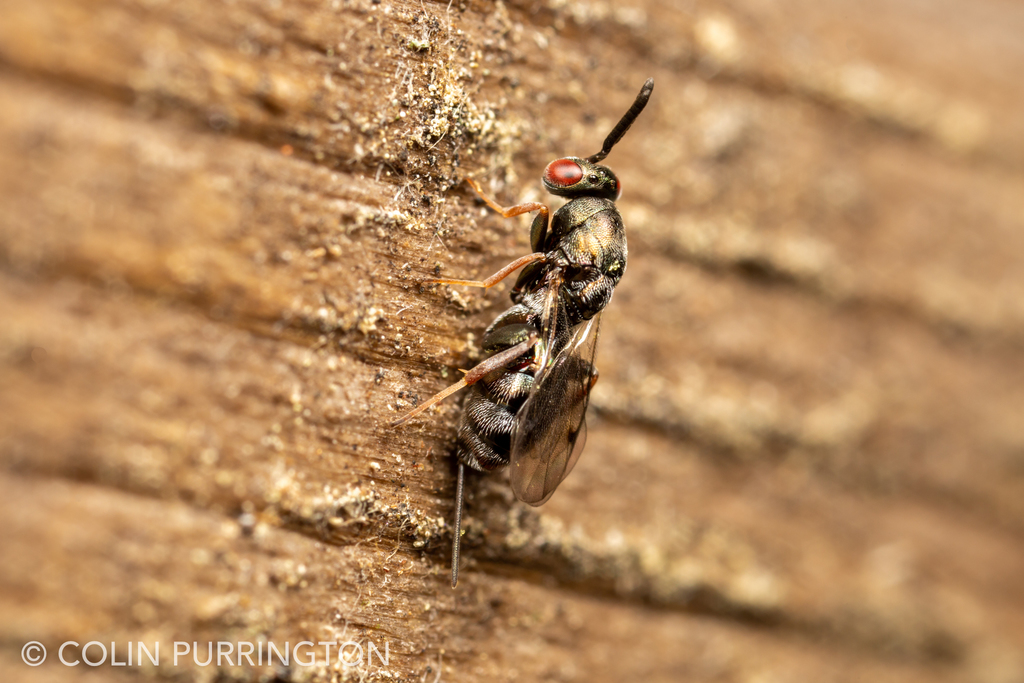 Monodontomerus from Swarthmore, PA 19081, USA on June 18, 2019 at 05:54 ...