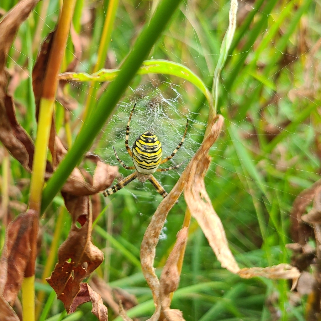 Wasp Spider from Willenhall WV13 1LJ, UK on 26 August, 2024 at 03:58 PM ...