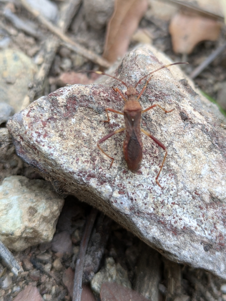 Lupine Bug from Sierra Vista Southeast, AZ, USA on August 26, 2024 at ...