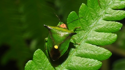 Genus Anaca · iNaturalist