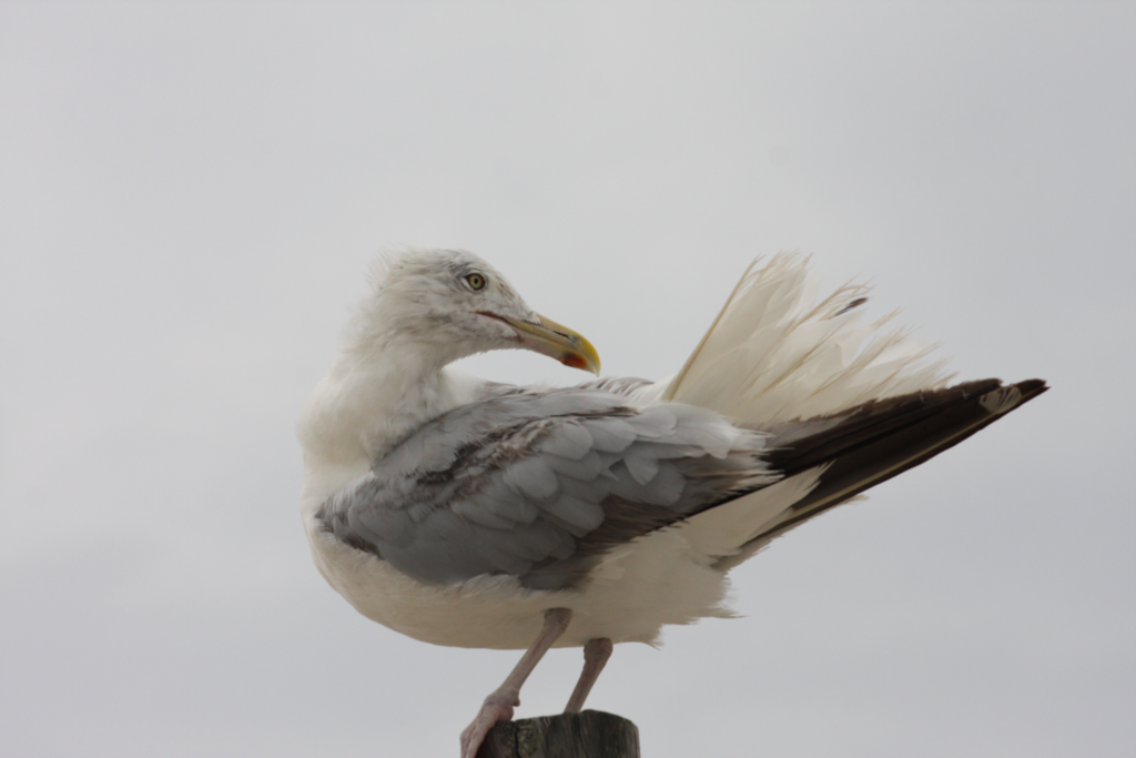 American Herring Gull from Berkeley Township, NJ, USA on August 17 ...