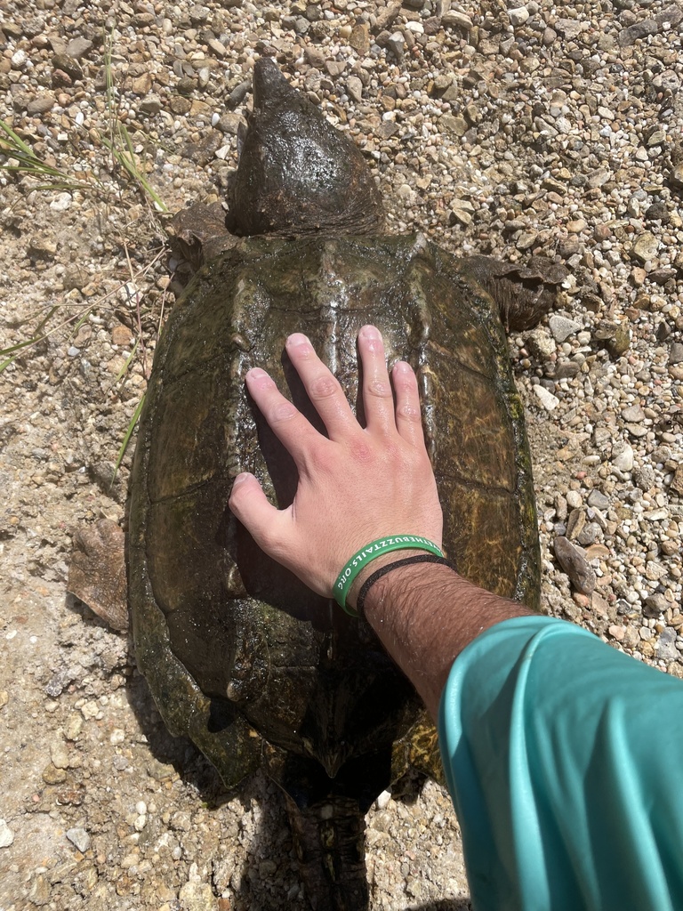 Alligator Snapping Turtle in August 2024 by Dylan Beck. Possible female ...