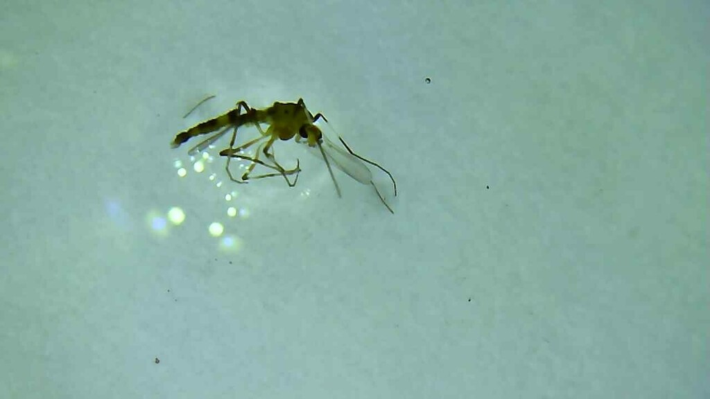 Non-biting Midges from Sugar House, Salt Lake City, UT, USA on August ...