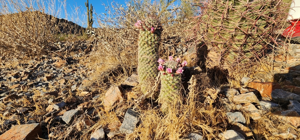 Graham's nipple cactus in August 2024 by Casey Grippando · iNaturalist
