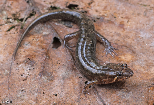 Desmognathus anicetus · iNaturalist Mexico