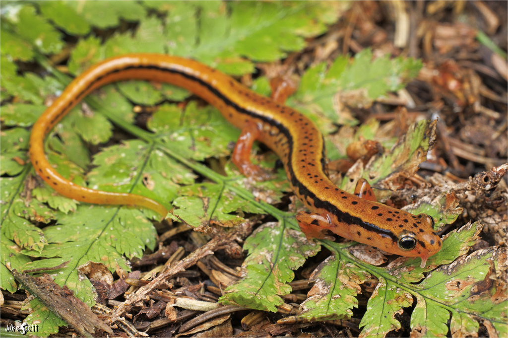 Blue Ridge Two-lined Salamander in September 2022 by Jake Scott ...