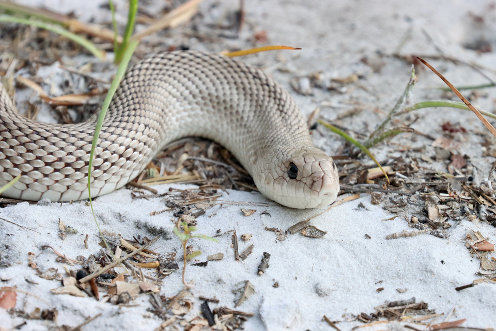 Florida Pine Snake in July 2023 by mgorday · iNaturalist