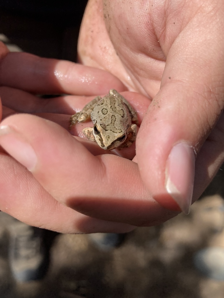 Pacific chorus frog from Road U NW, Quincy, WA, US on August 26, 2024 ...