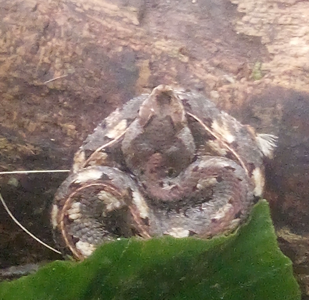 Rainforest Hognose Viper from Eloy Alfaro, EC-ES, EC on August 21, 2024 ...