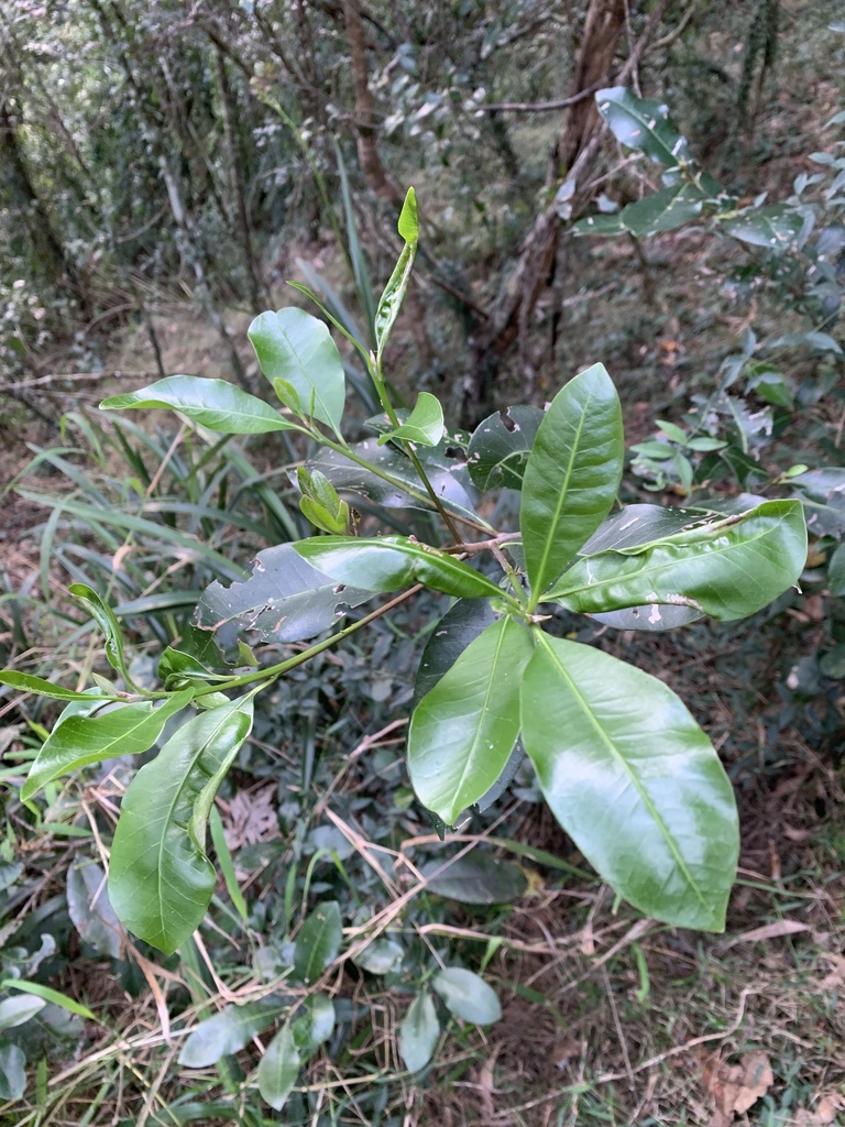 common acronychia from Stansell Ct, Clear Mountain, QLD, AU on August ...