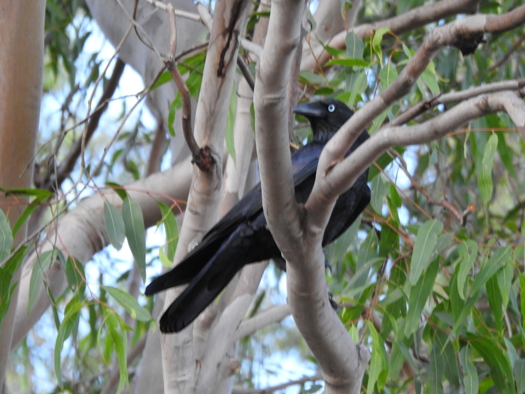 Torresian Crow from Glenwood QLD 4570, Australia on August 16, 2024 at ...