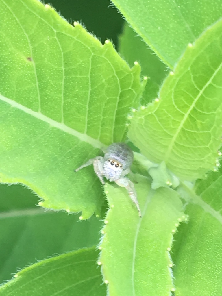 White-jawed Jumping Spider from 101 W Illinois Ave, Aurora, IL, US on ...