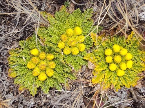 Senecio repens · iNaturalist